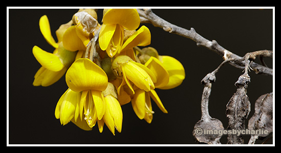 Māmane – Sophora chrysophylla | ImagesByCharlie