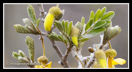 Māmane – Sophora chrysophylla | ImagesByCharlie